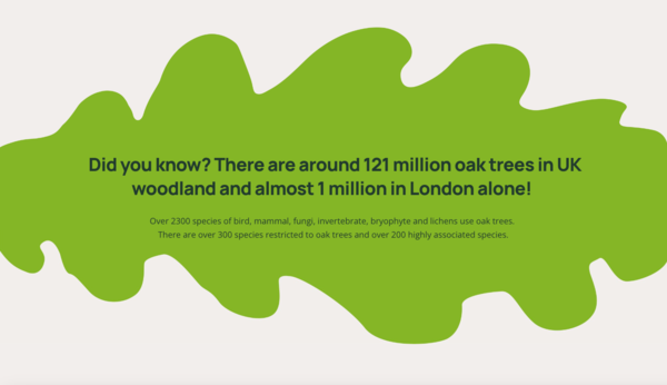 Action Oak | Creative Concern